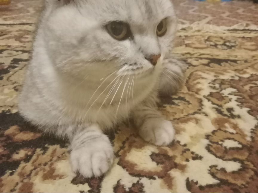 Молодой британец