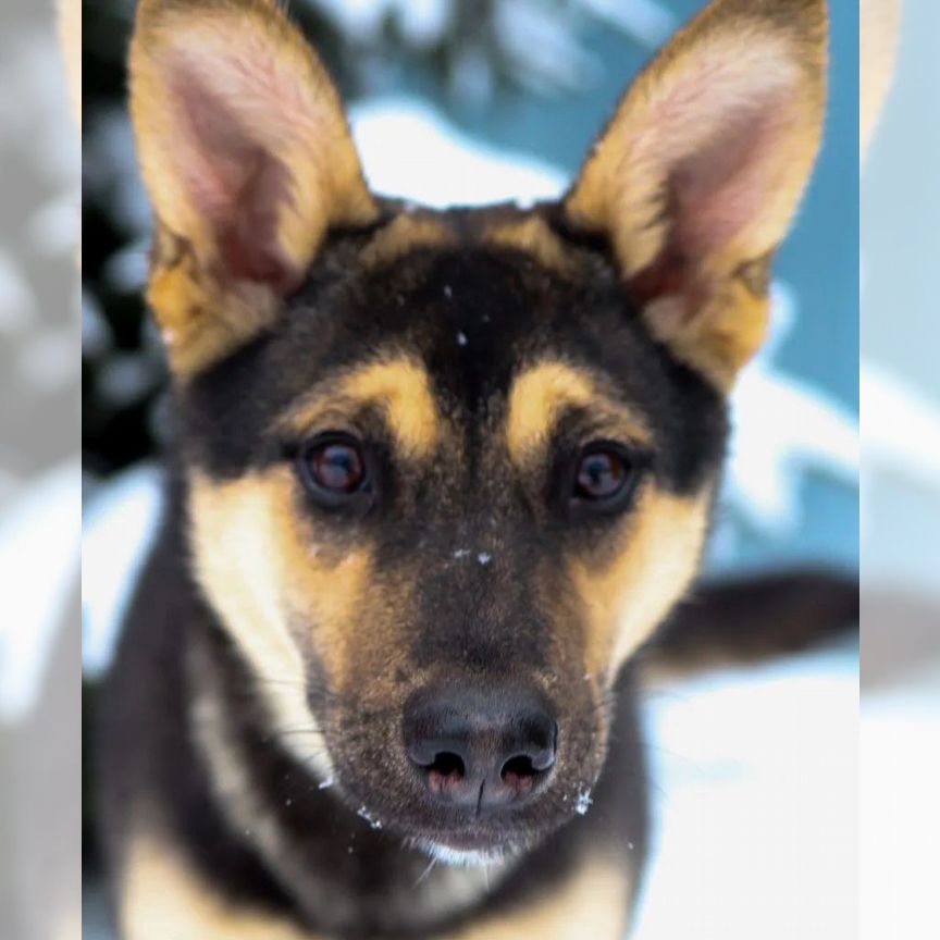 Щенок в добрые руки