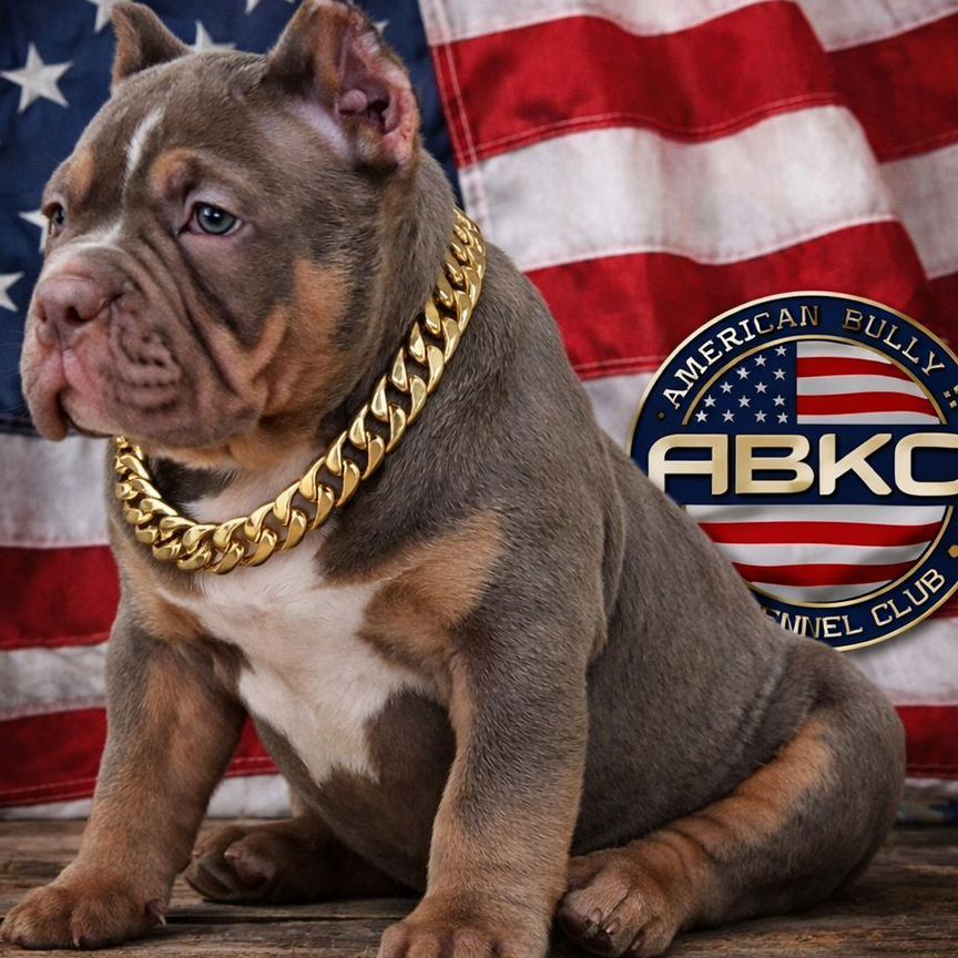 Американский булли, щенок