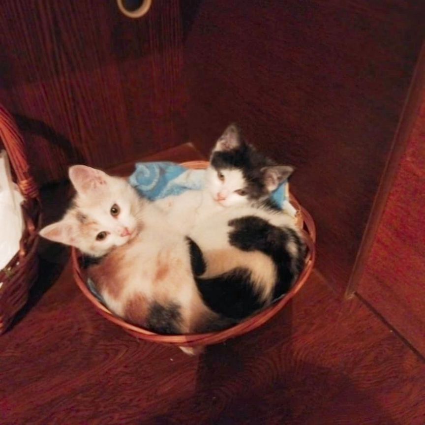 Котята в добрые руки