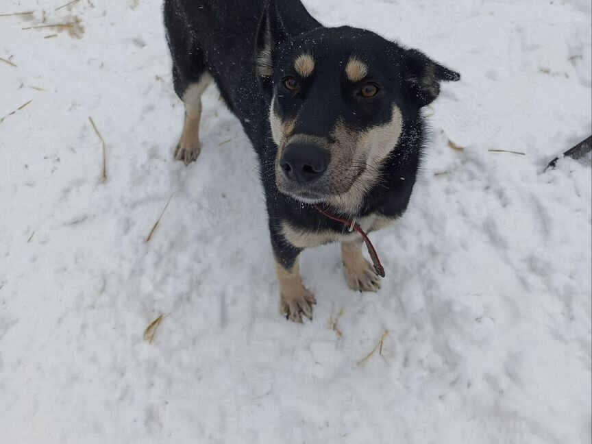 Собака в добрые руки