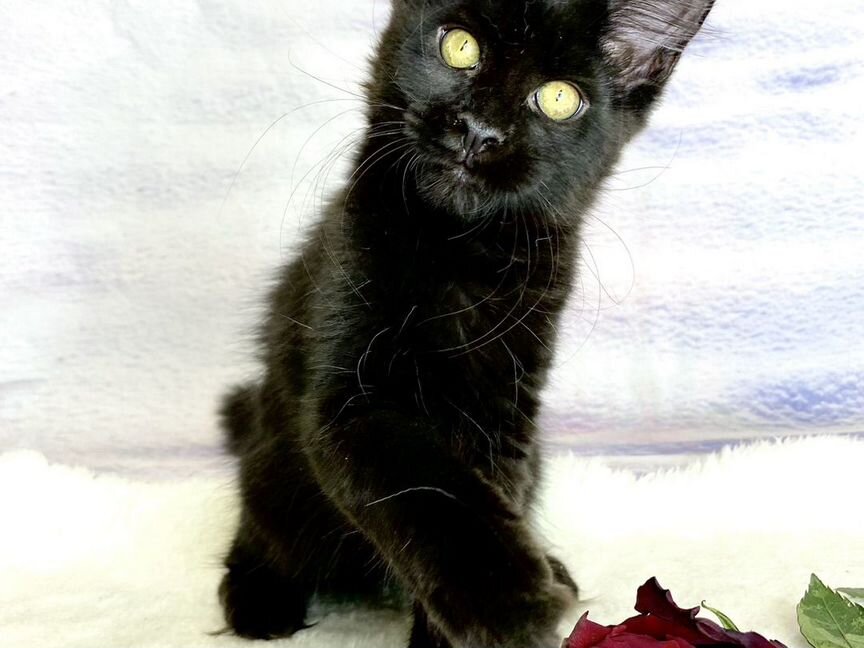 Черная пантера