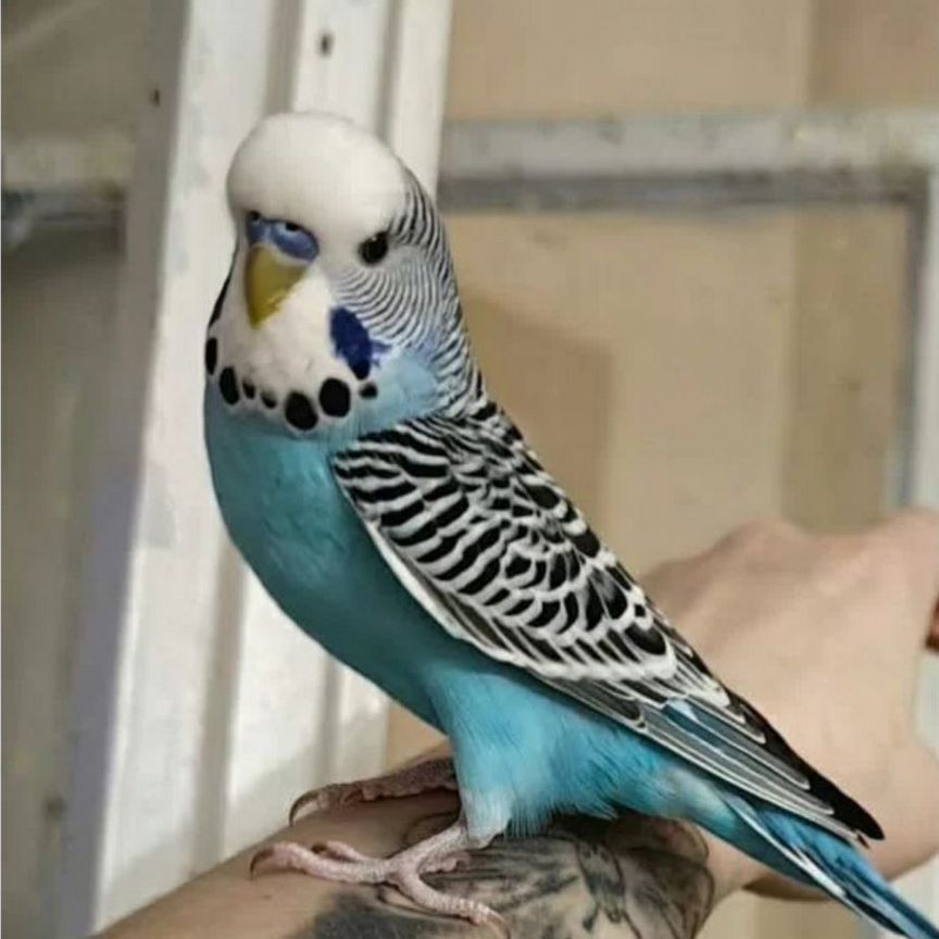 Волнистый попугай получех