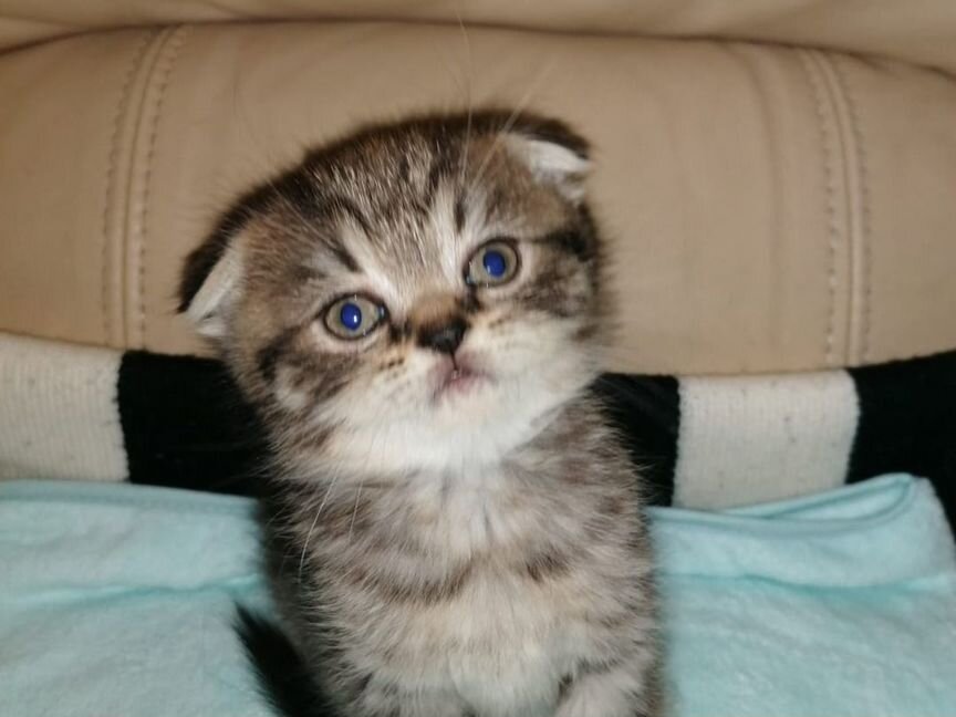 Шотландские котята