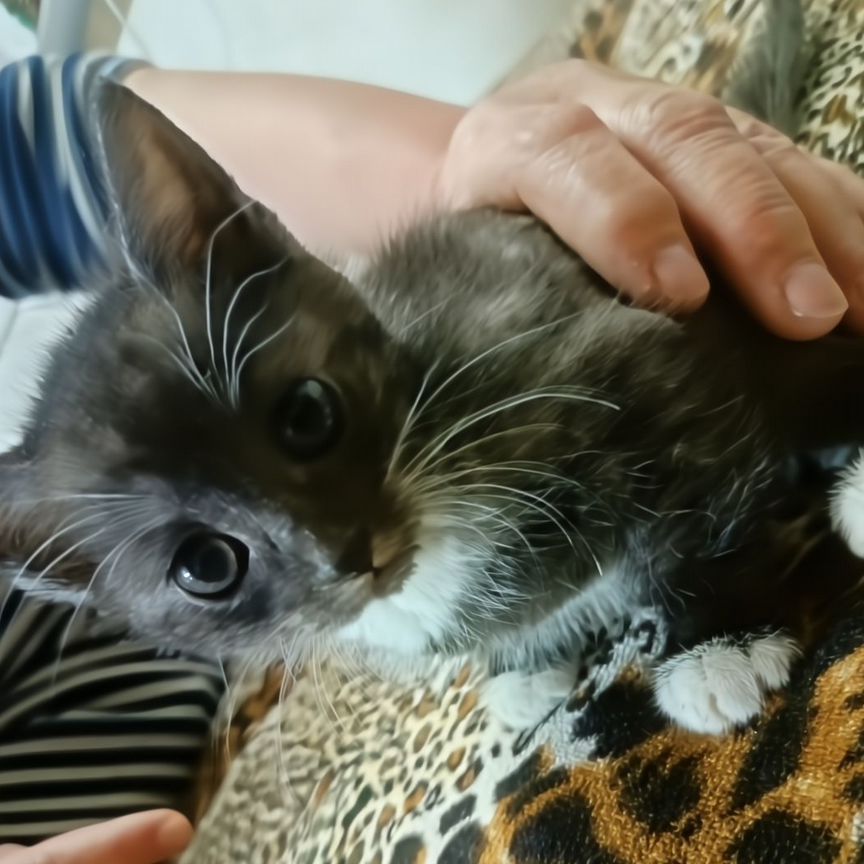 Котёнок в добрые руки