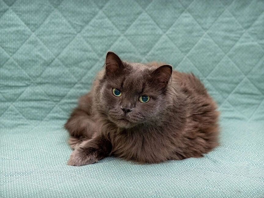 Ищет хозяина дымчатый кот