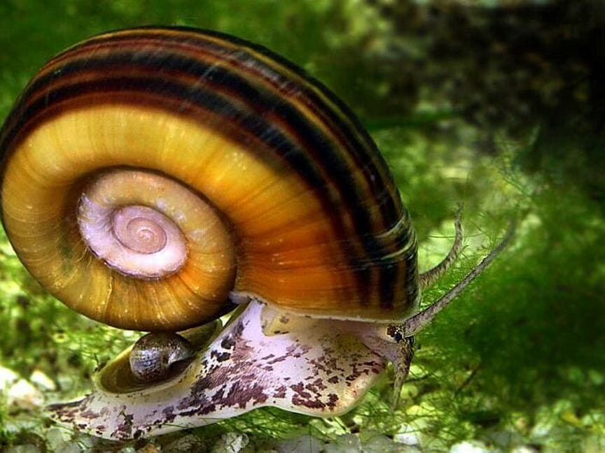 Улитка мариза