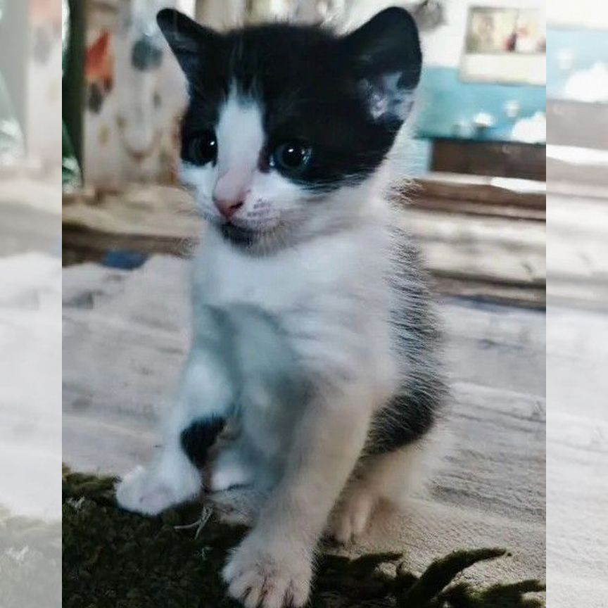 Котёнок в добрые руки