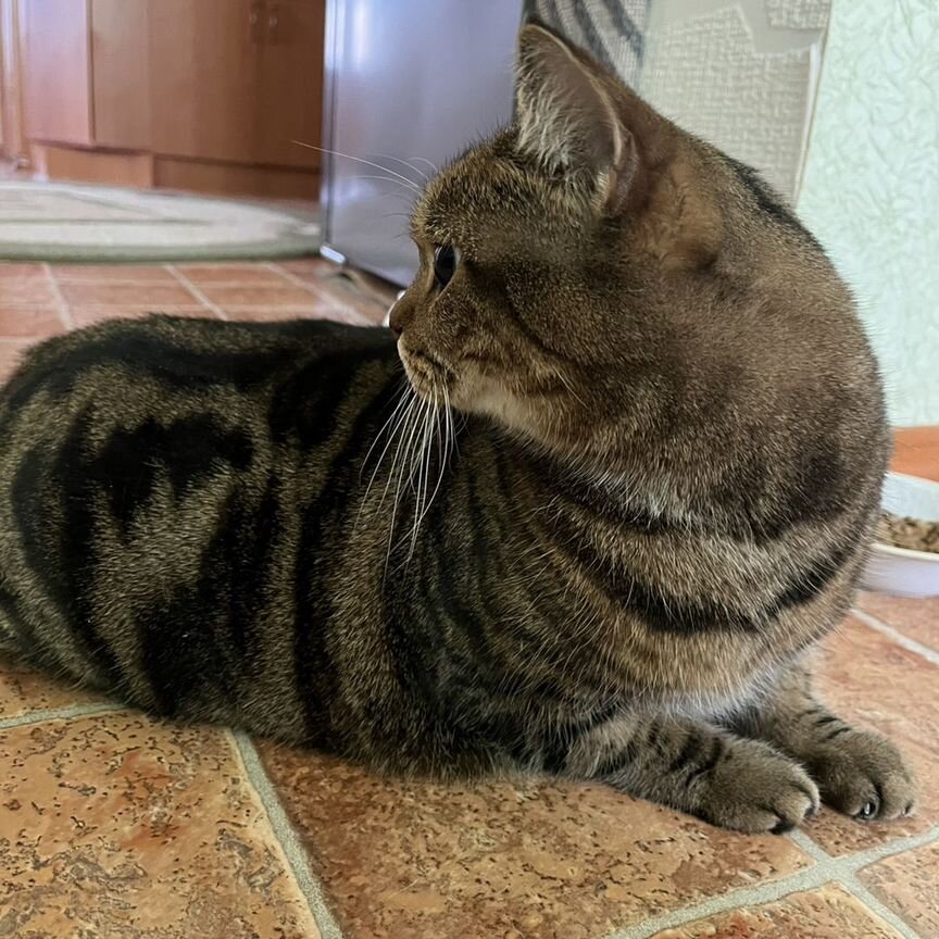 Кот ищет дом