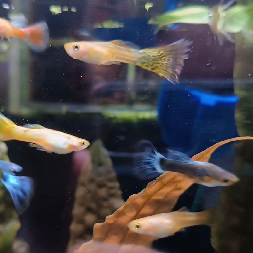 Гуппи самцы