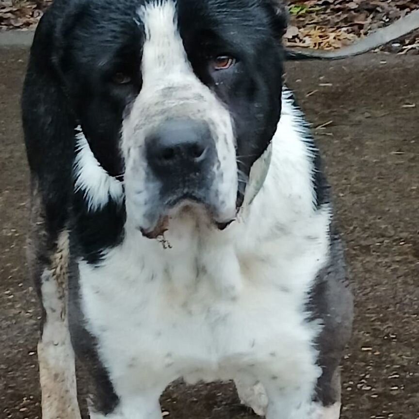 Среднеазиатская овчарка, взрослая собака