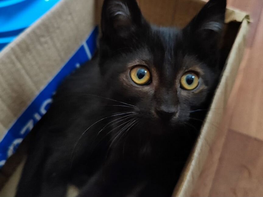 Черный котенок девочка 2 мес