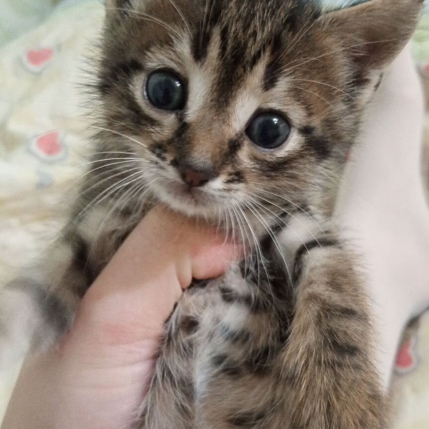 Котята в добрые руки бесплатно