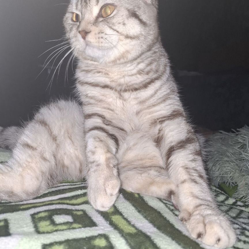 Вязка британских кошек