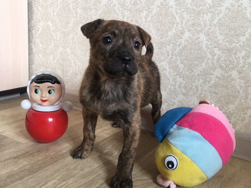 Щеночек хочет жить и бытл домашним