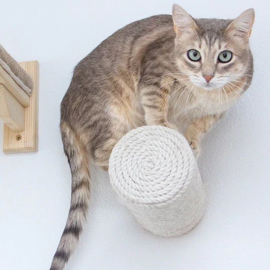 Взрослая, кошка в добрые руки