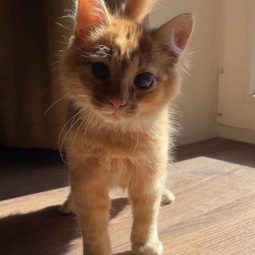Котенок мальчик бесплатно