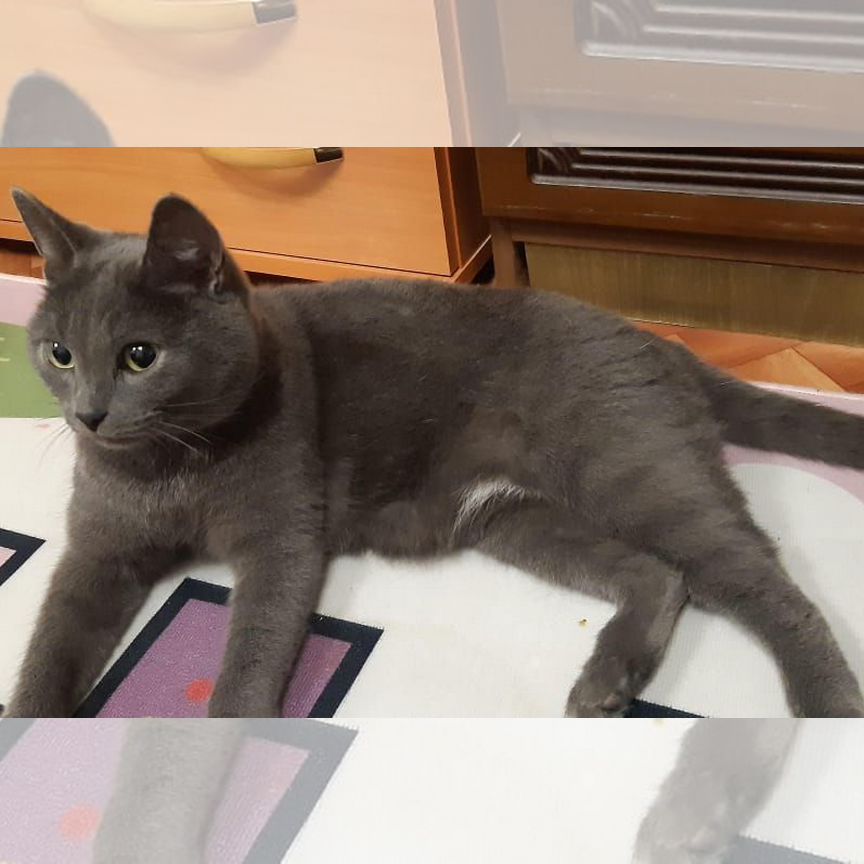 Отдам котика в добрые руки