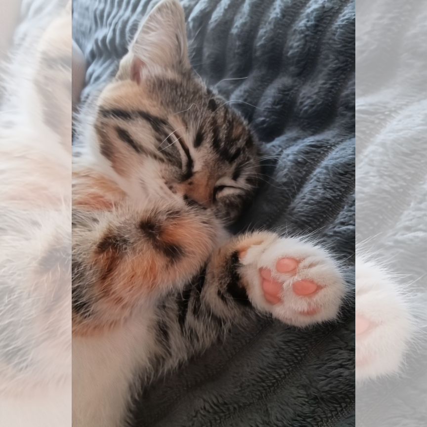 Экзотический короткошёрстный котёнок