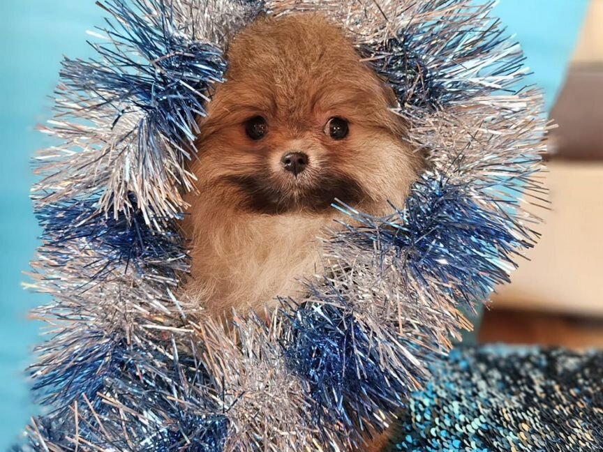 Щенки шпица мишки и лисички