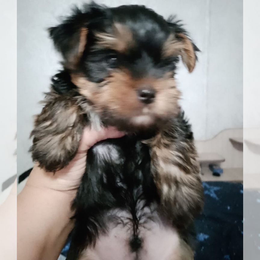 Йоркширский терьер, щенок