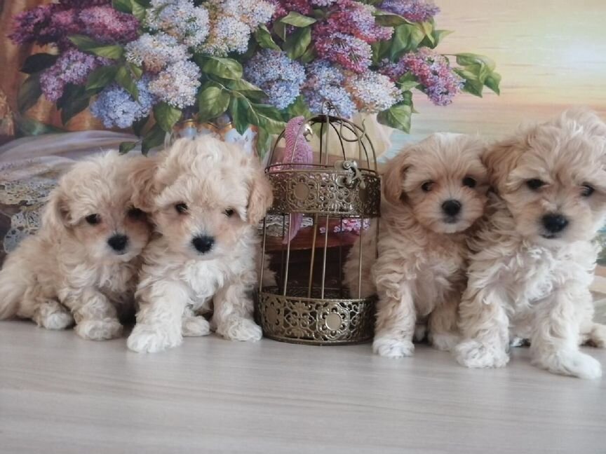 Щенки мальтипу