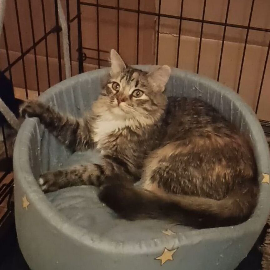 Котенок- кошечка в добрые ручки