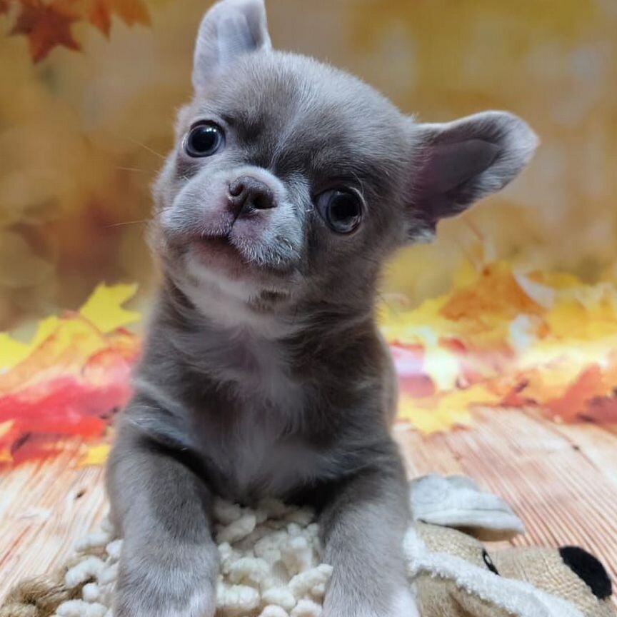 Чихуахуа, щенок