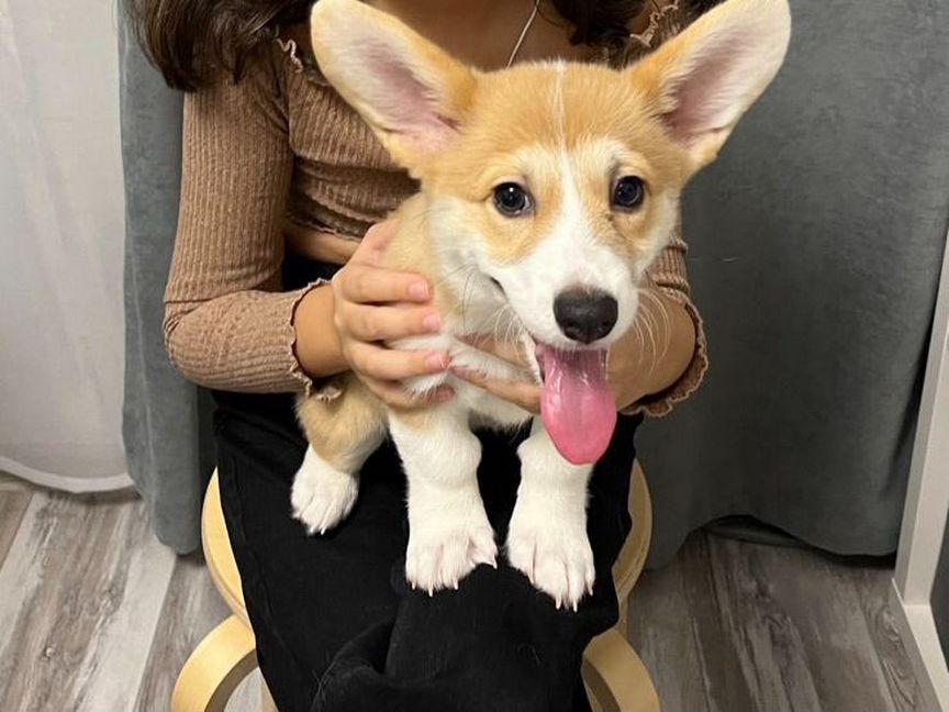 Вельш-корги