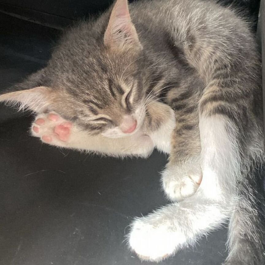 Котёнок в заботливые руки