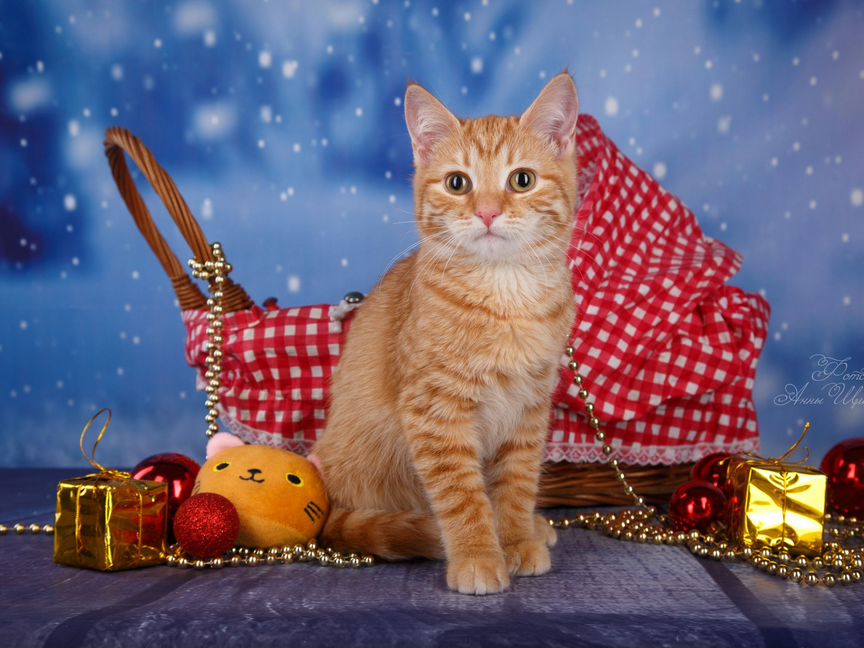 Котенок в добрые руки