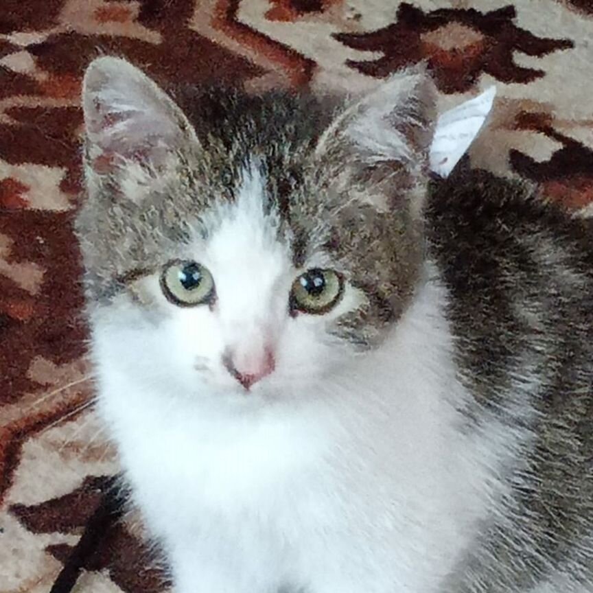 Котёнок мальчик в добрые руки