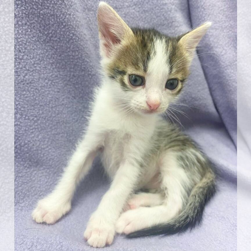 Маленький котенок мальчик в добрые руки