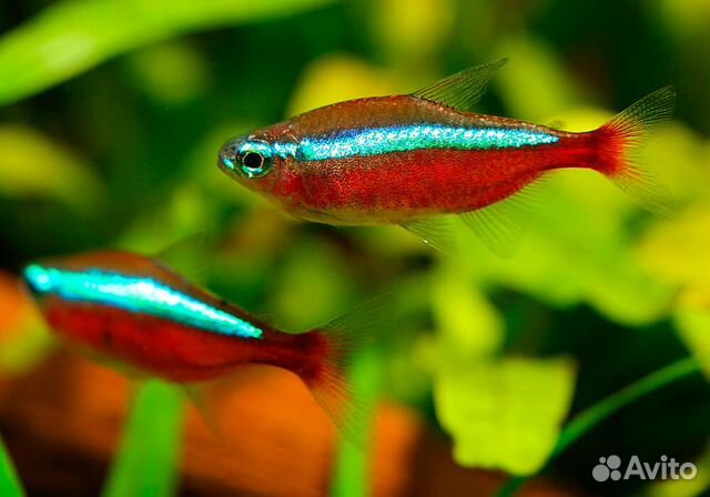 Неон красный (собственное разведение)