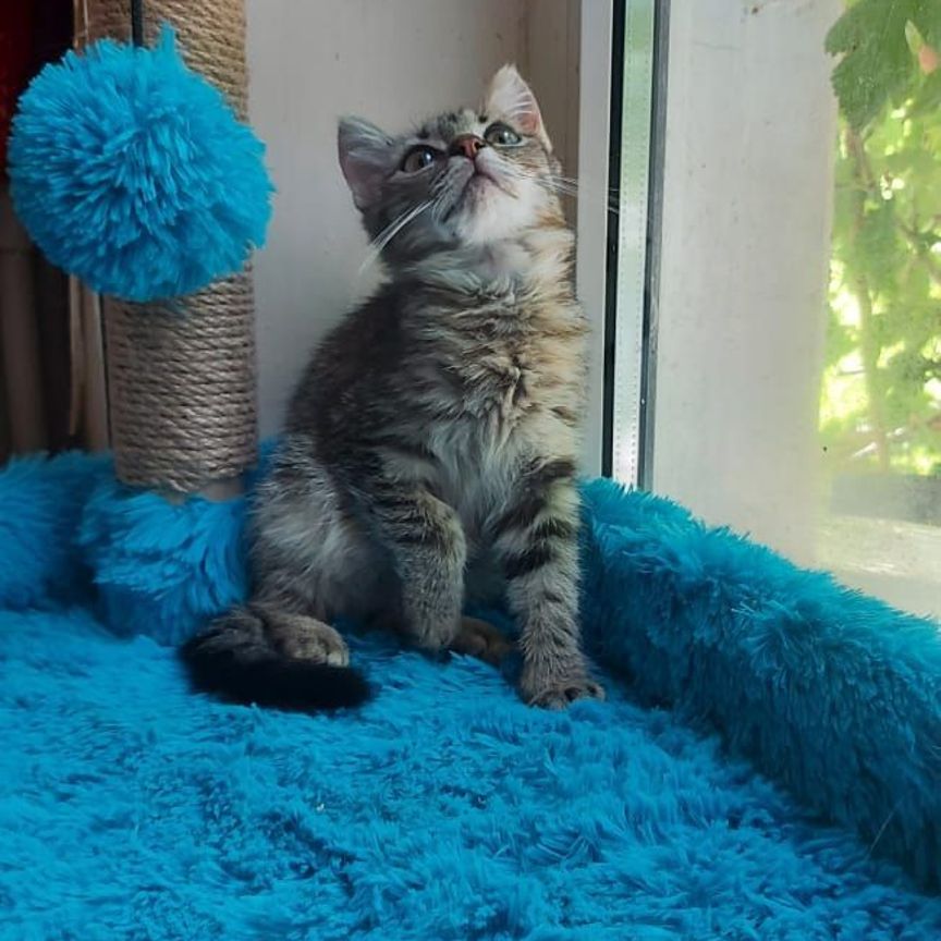 Котенок мальчик в добрые руки
