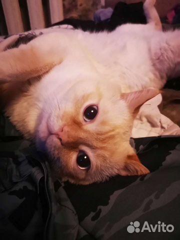 Персидский кот вязка