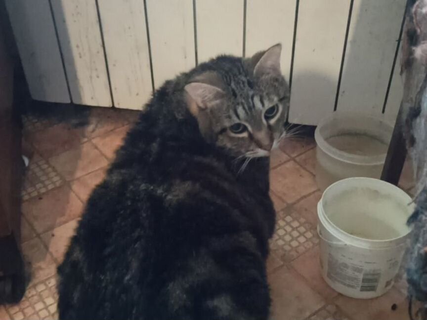 Тишка в беде