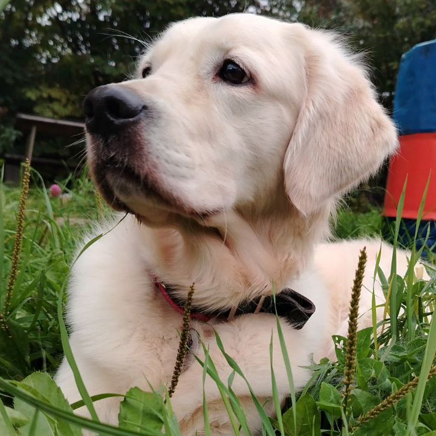 Золотистый ретривер, вязка