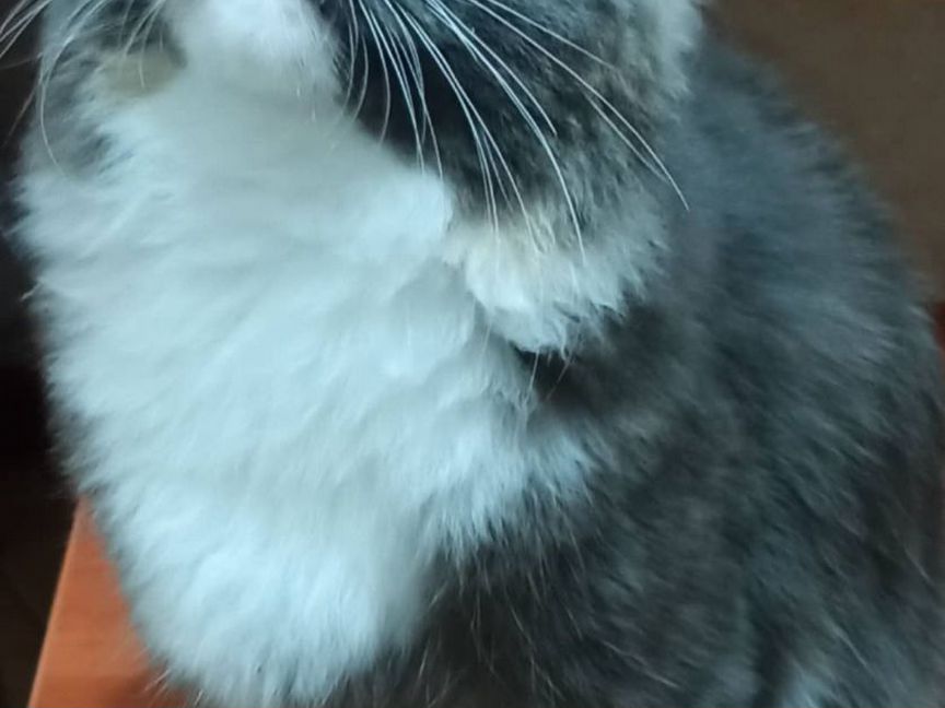 Кошка
