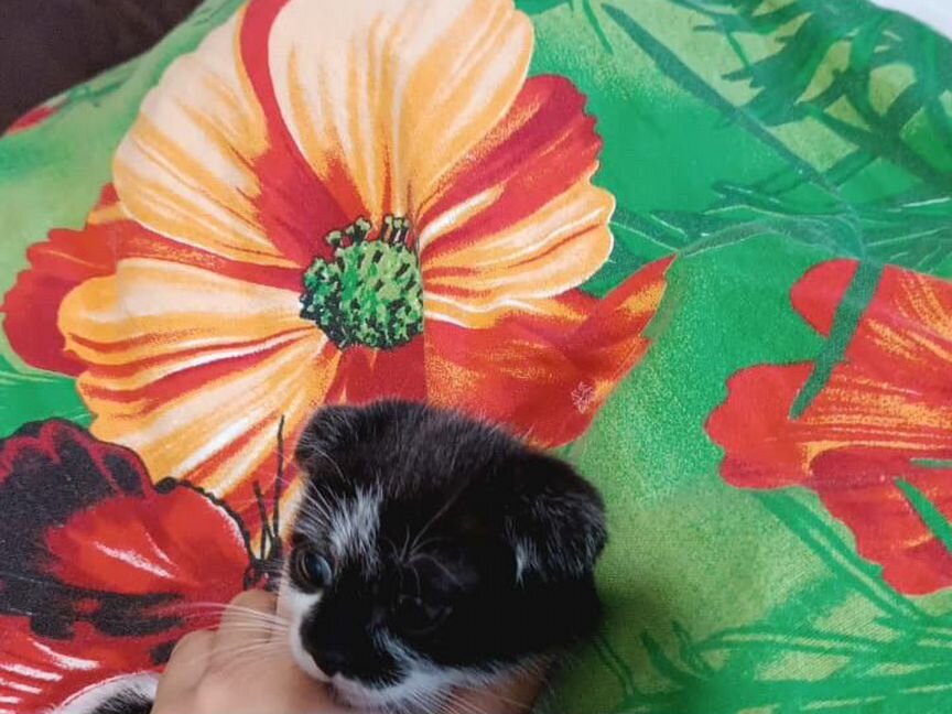 Продам котенка