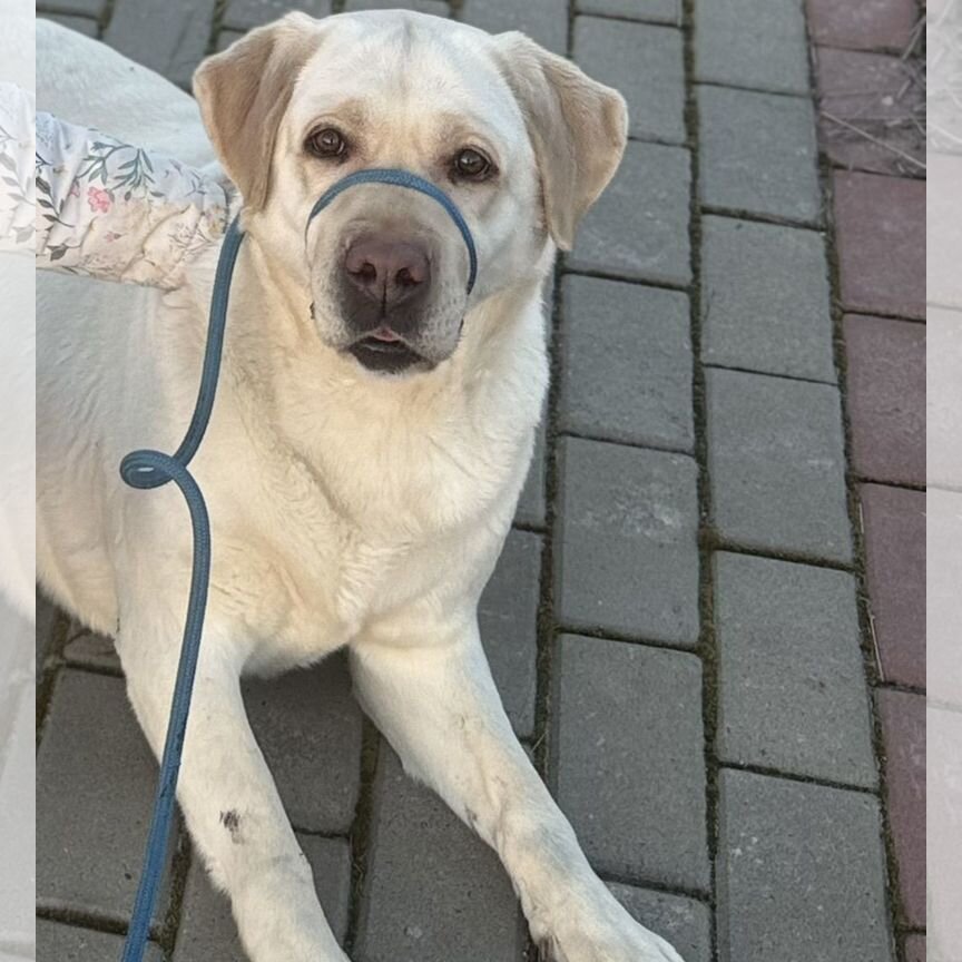 Лабрадор-ретривер, взрослая собака