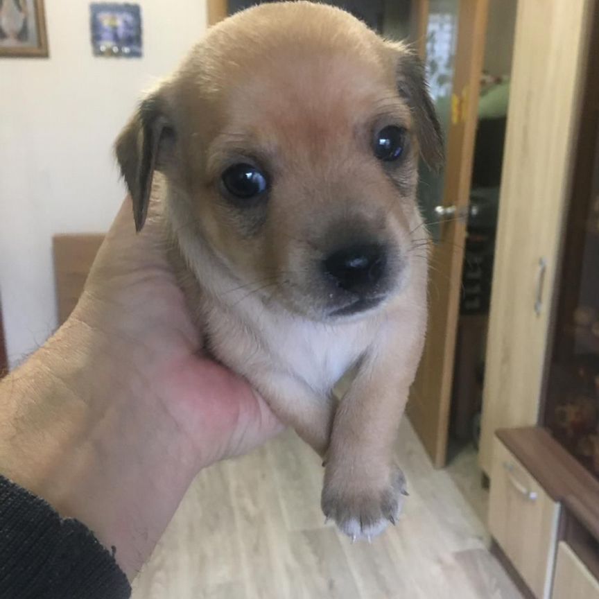 Русский той-терьер, щенок