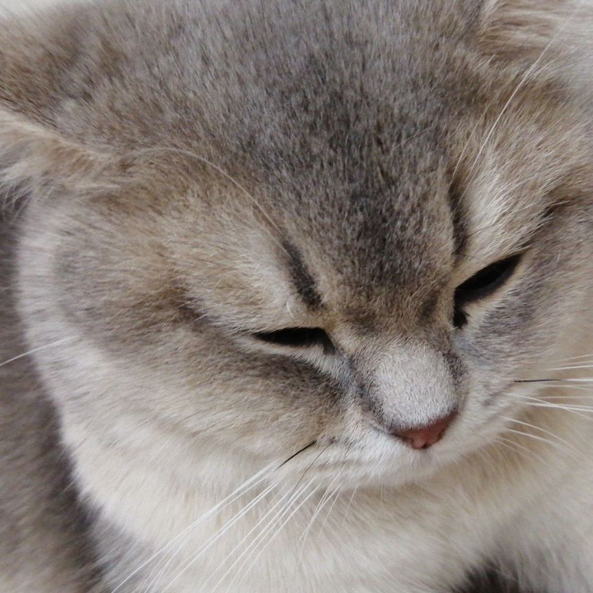 Британская шиншила