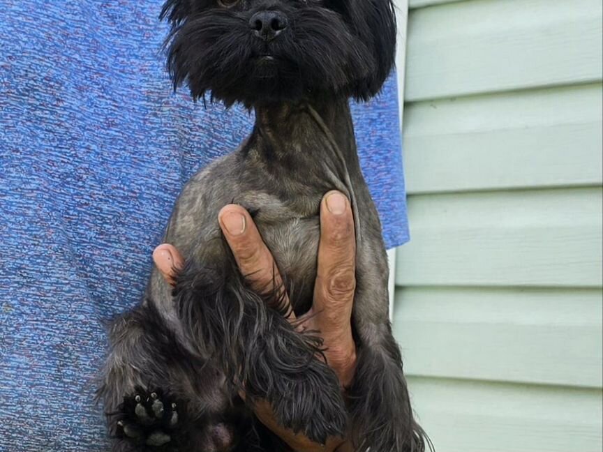 Мальчик черный йорк