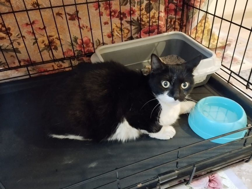 Малышка Зои (кошка, около года)