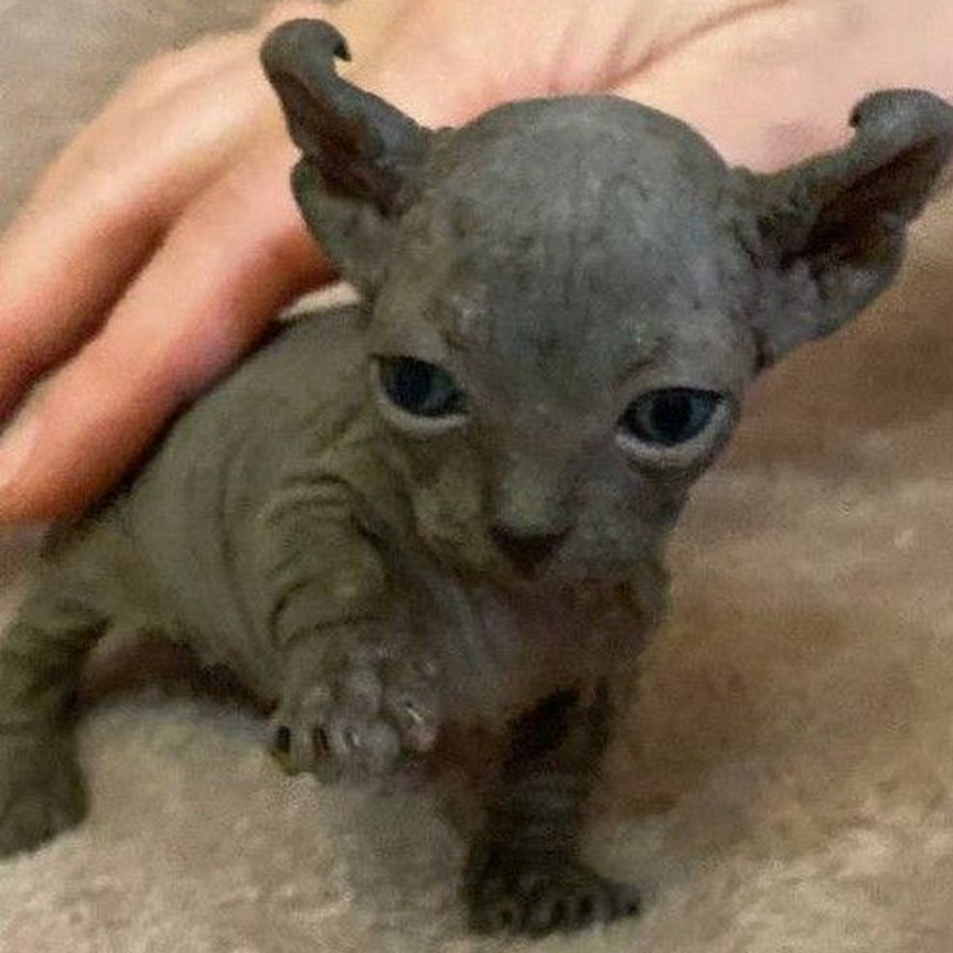 Канадский сфинкс котёнок
