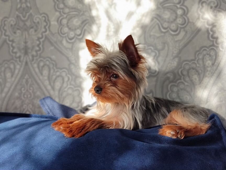 Йоркширский терьер мини