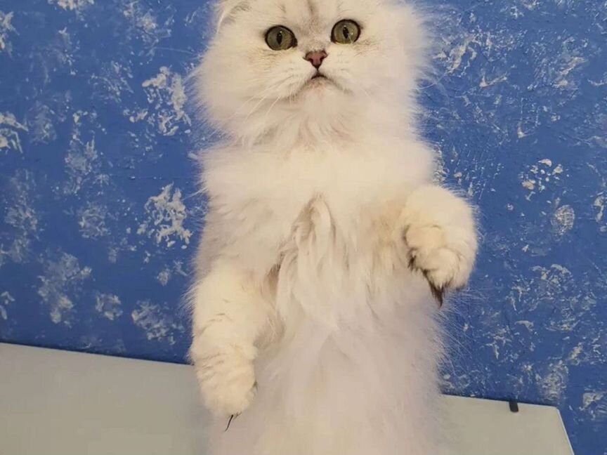 Кошки