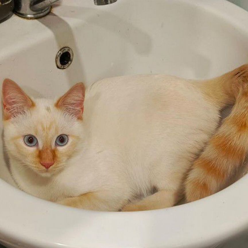 Сиамский котёнок