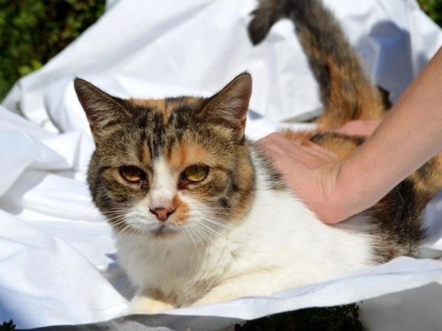 Кошка из Луганска